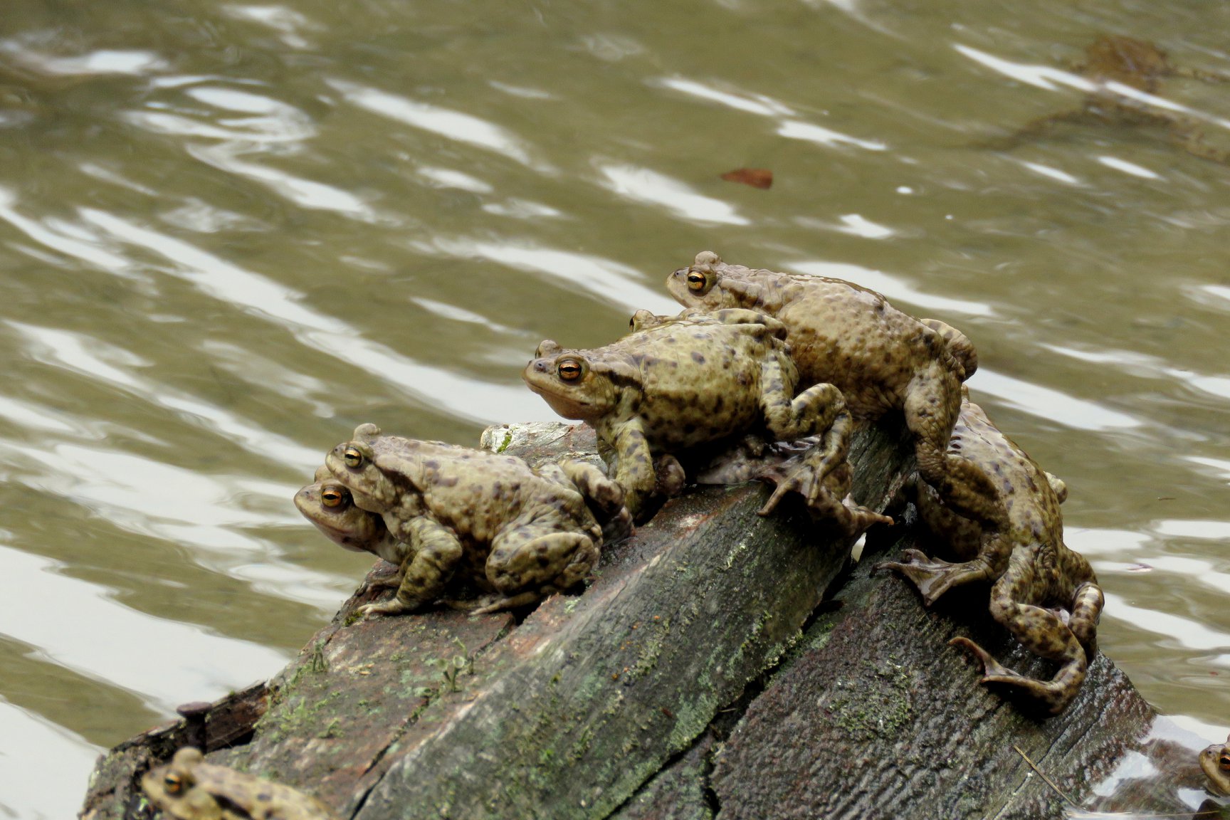 Ropuchy szare ruszyły na gody - Super FM